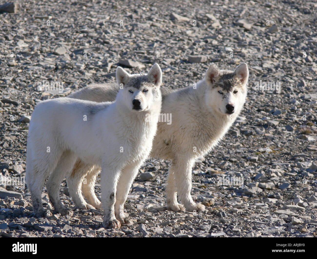 Siberian Husky (Canis lupus f. familiaris), two individuals standing ...