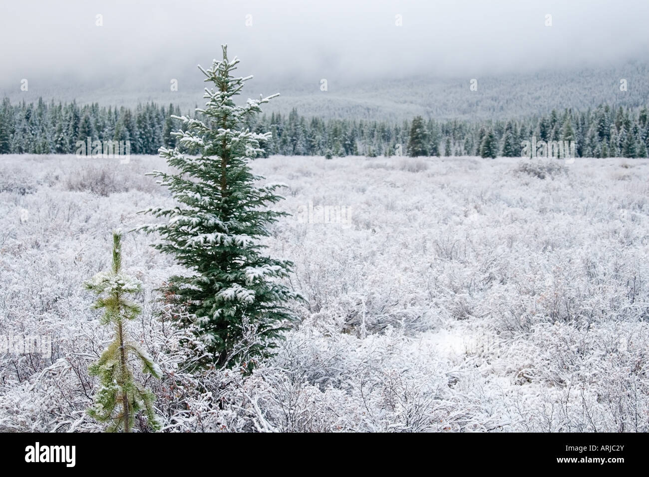 Snow covered landscapes in winter just in time for Christmas and ...