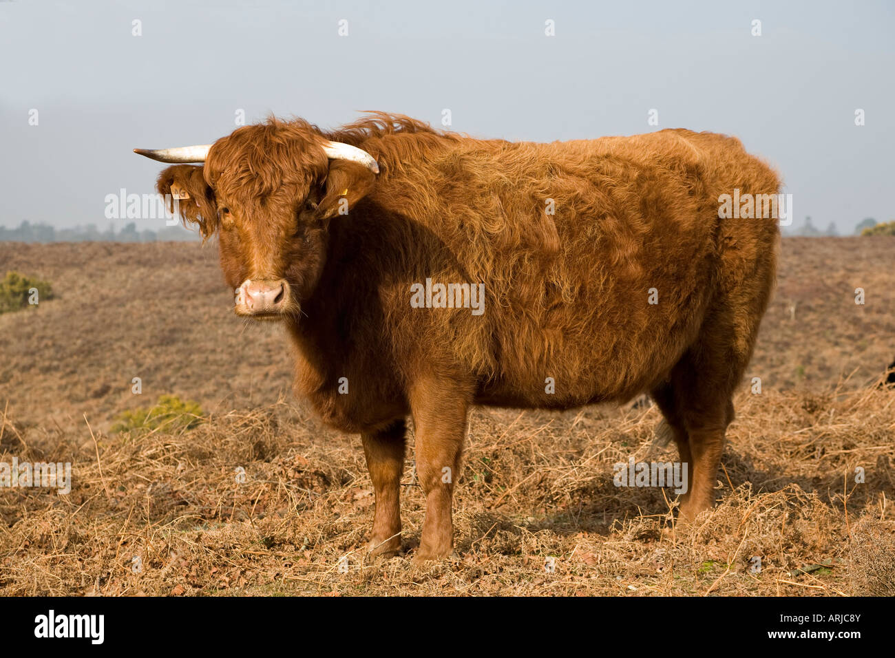 Bse bull hi-res stock photography and images - Alamy