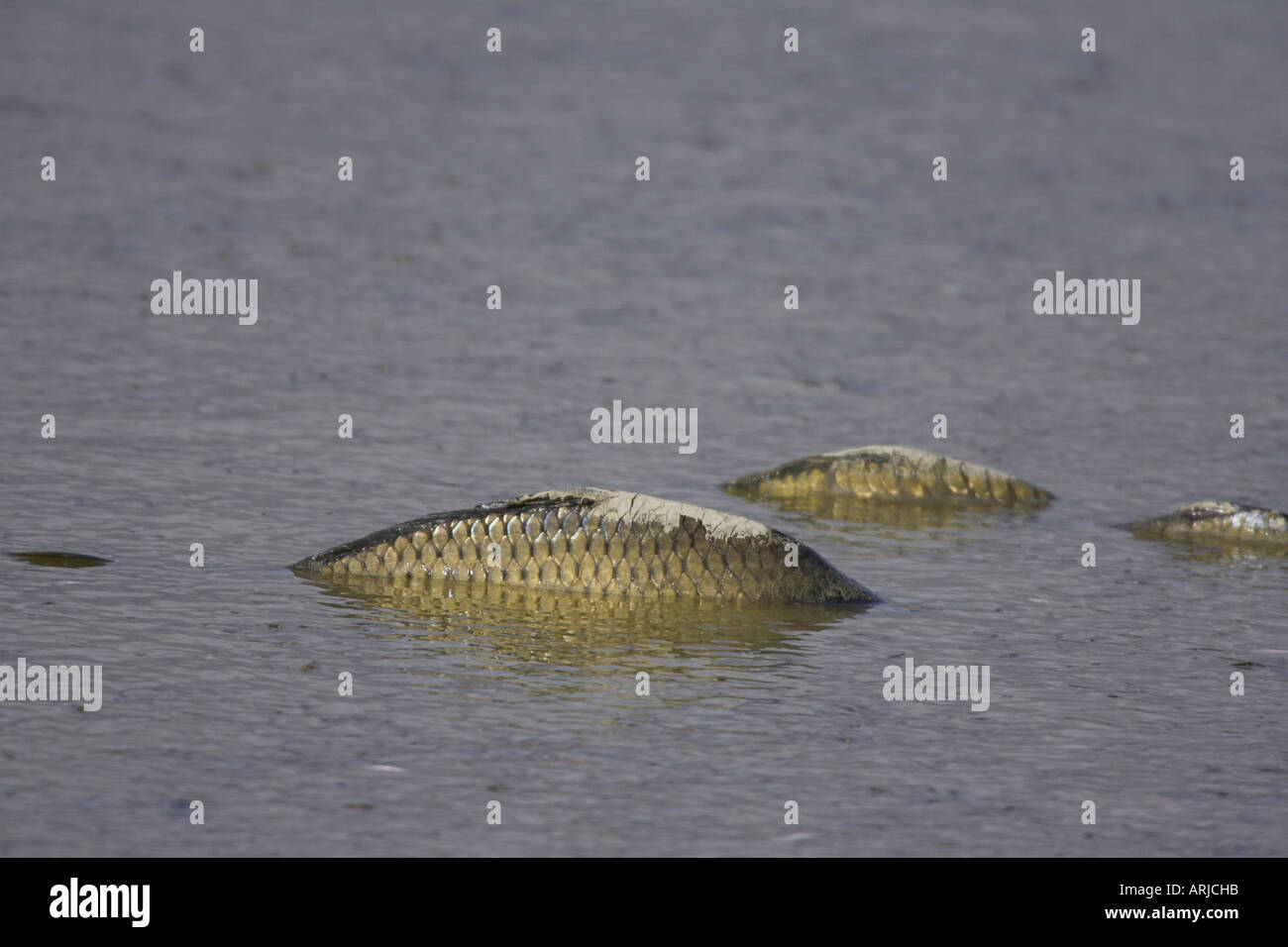 carp, common carp, European carp (Cyprinus carpio), spawning in shallow ...