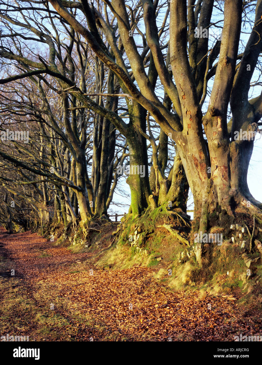 Trees near Triscombe Stone, Quantock Hills, Exmoor Stock Photo - Alamy