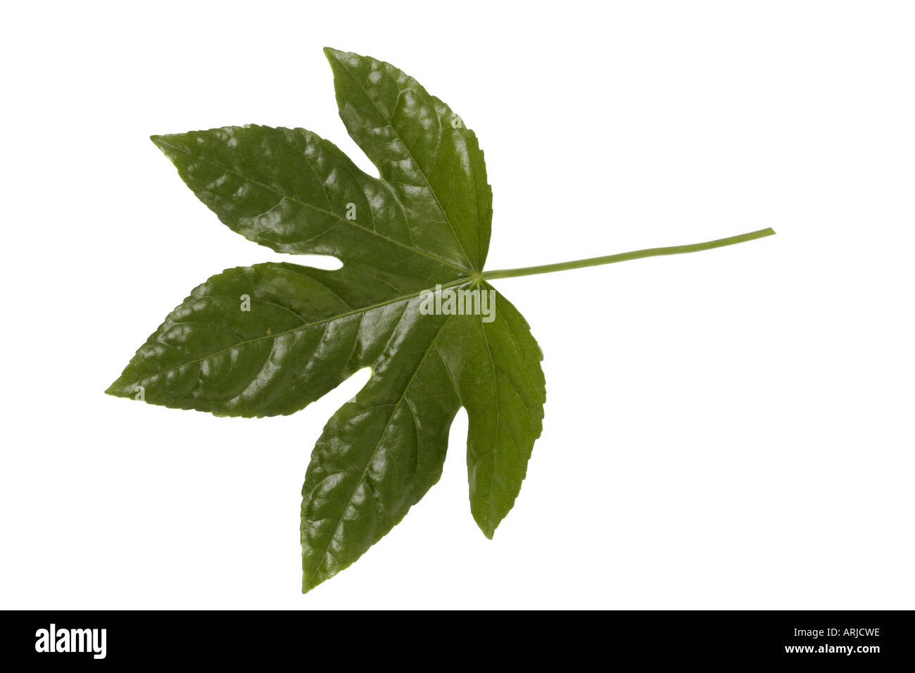 Fatsia leaf Cut Out Stock Images & Pictures - Alamy