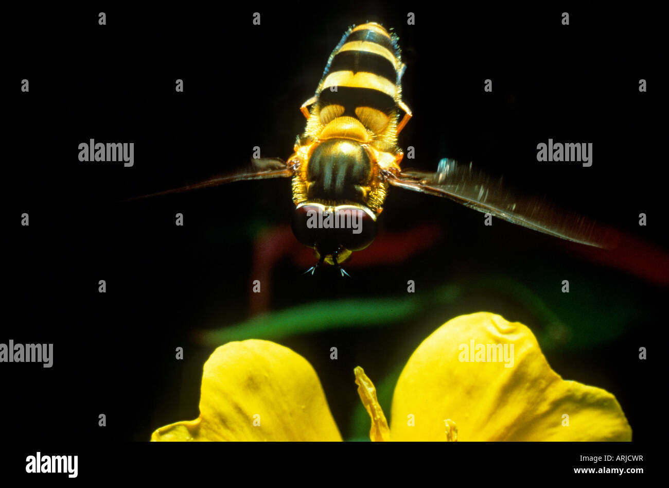 Hovering species hi-res stock photography and images - Alamy