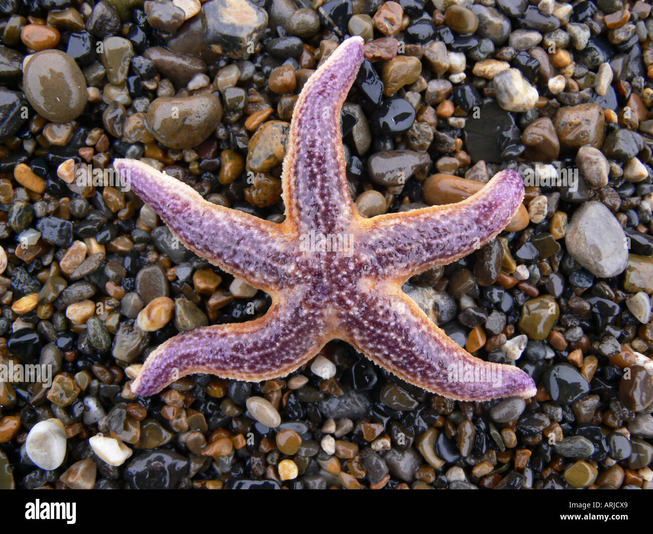 common starfish, common European seastar (Asterias rubens), on a shingle beach, USA, Alaska ...