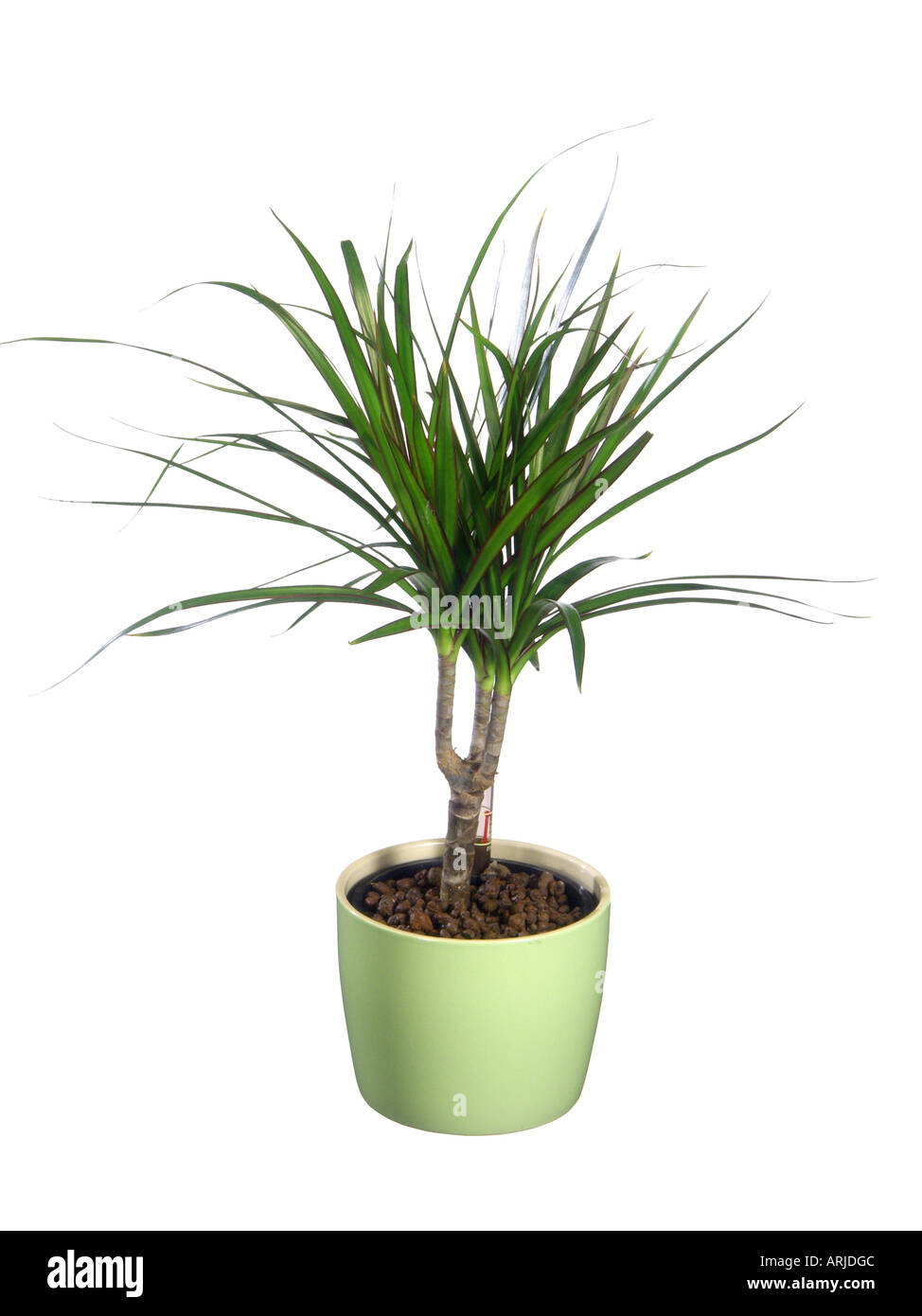 dragon tree (Dracaena marginata), potted plant Stock Photo - Alamy