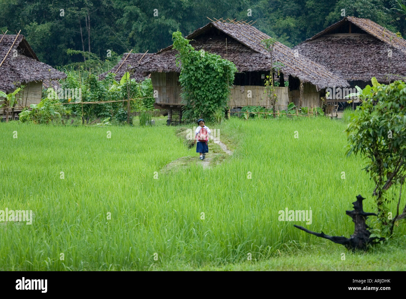 Thai school child walking home through rice field Stock Photo - Alamy