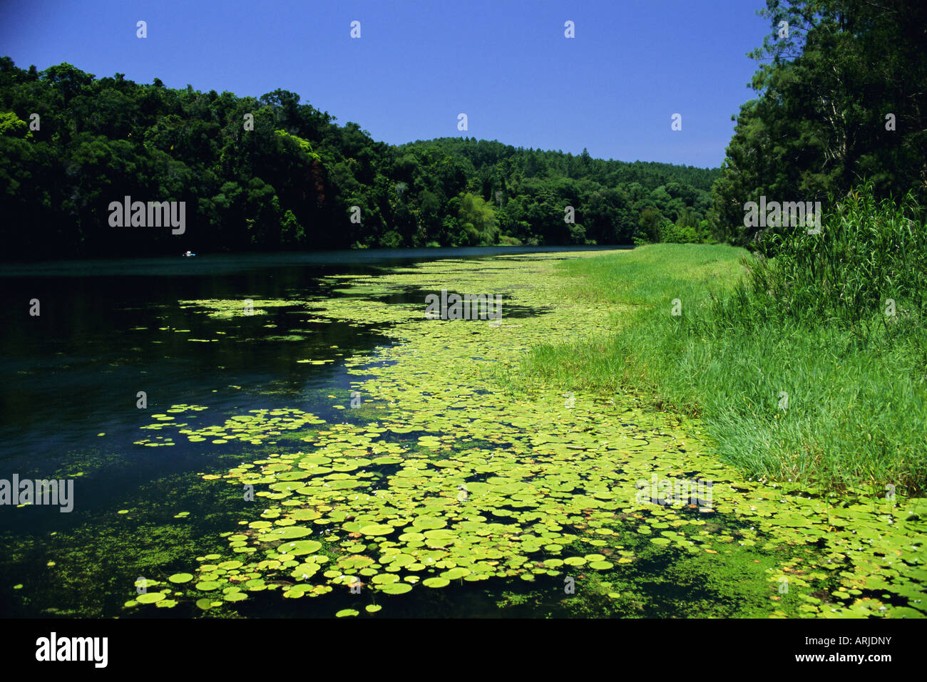 Barron River, Kuranda, Queensland, Australia, Pacific Stock Photo - Alamy