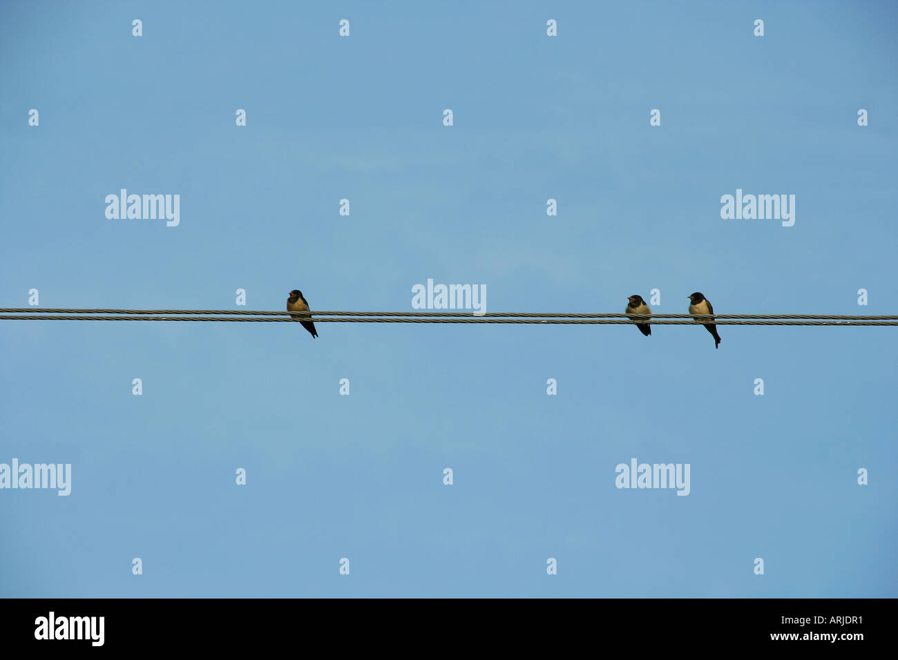 Dickey birds hi-res stock photography and images - Alamy
