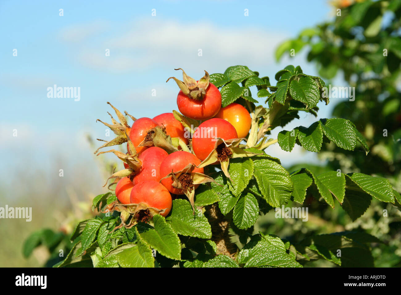 Dog Rose Rosa Canina Stock Photo - Alamy