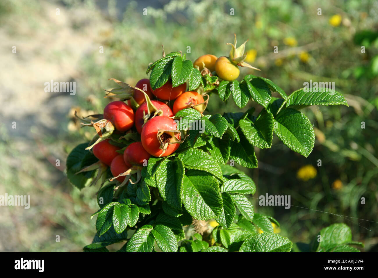 Dog Rose Rosa Canina Stock Photo - Alamy