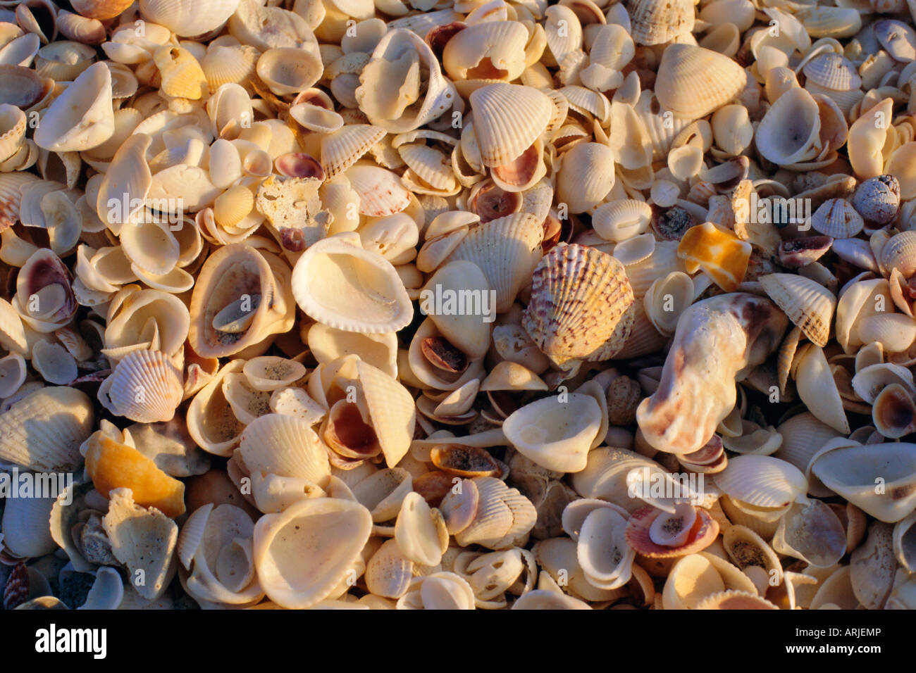 Sanibel Island, famous for the millions of shells that wash up on its ...