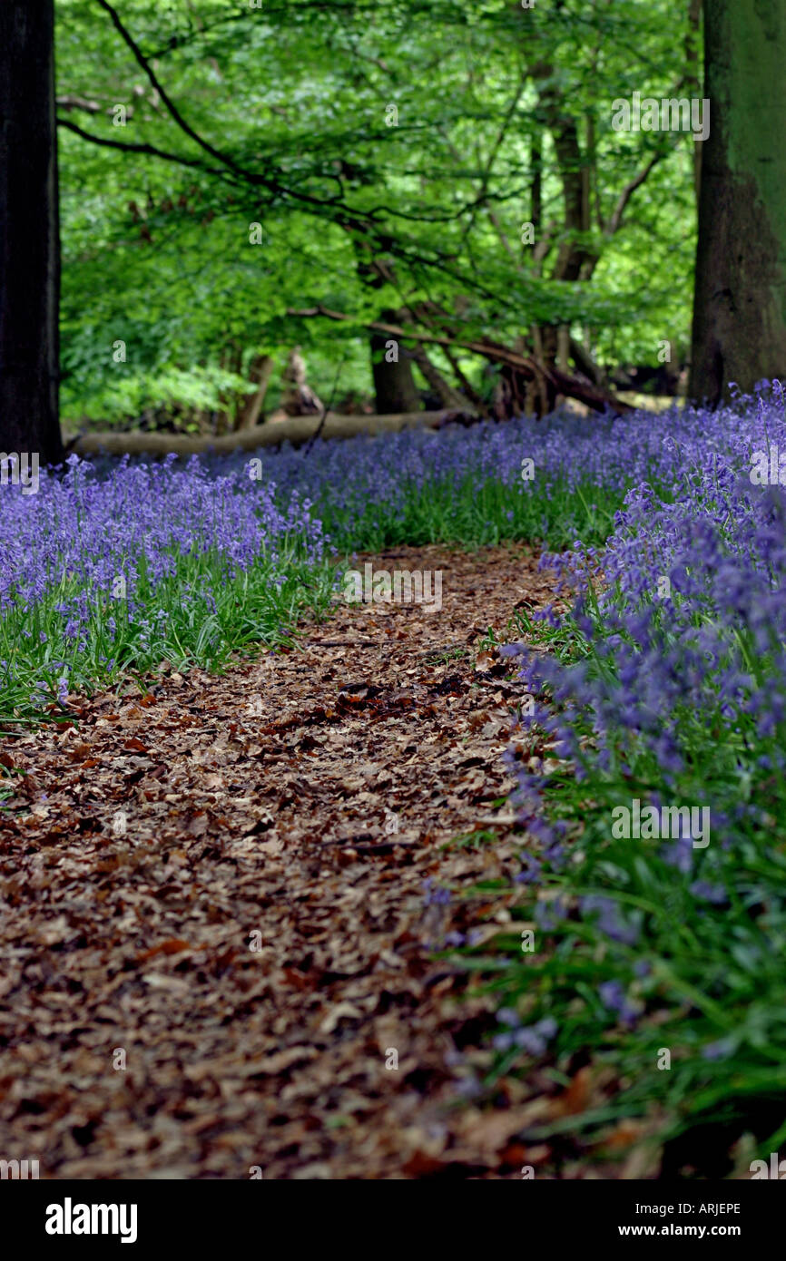 Path through blue bells Stock Photo - Alamy