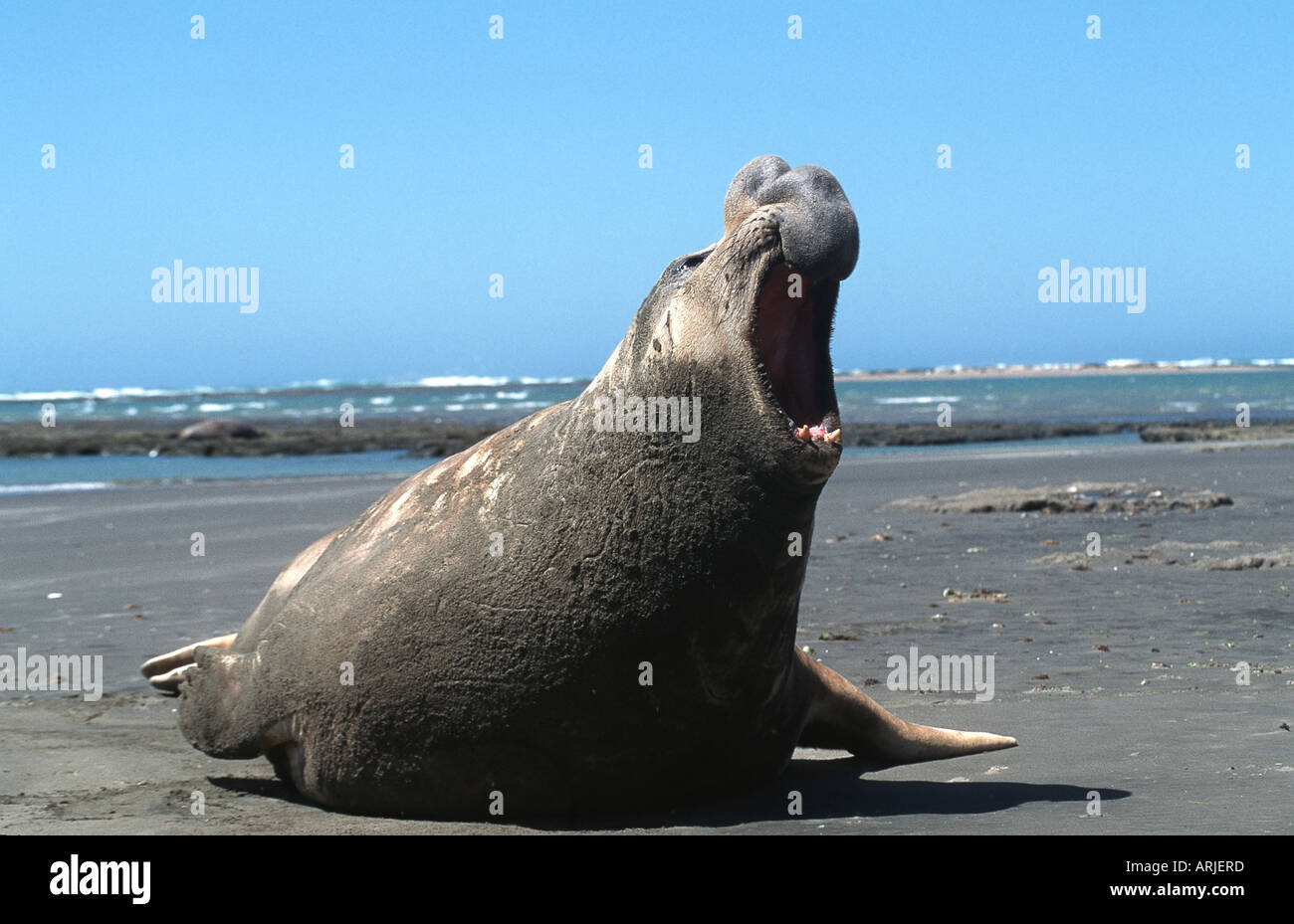 southern elephant seal (Mirounga leonina), bull roaring, Argentina ...