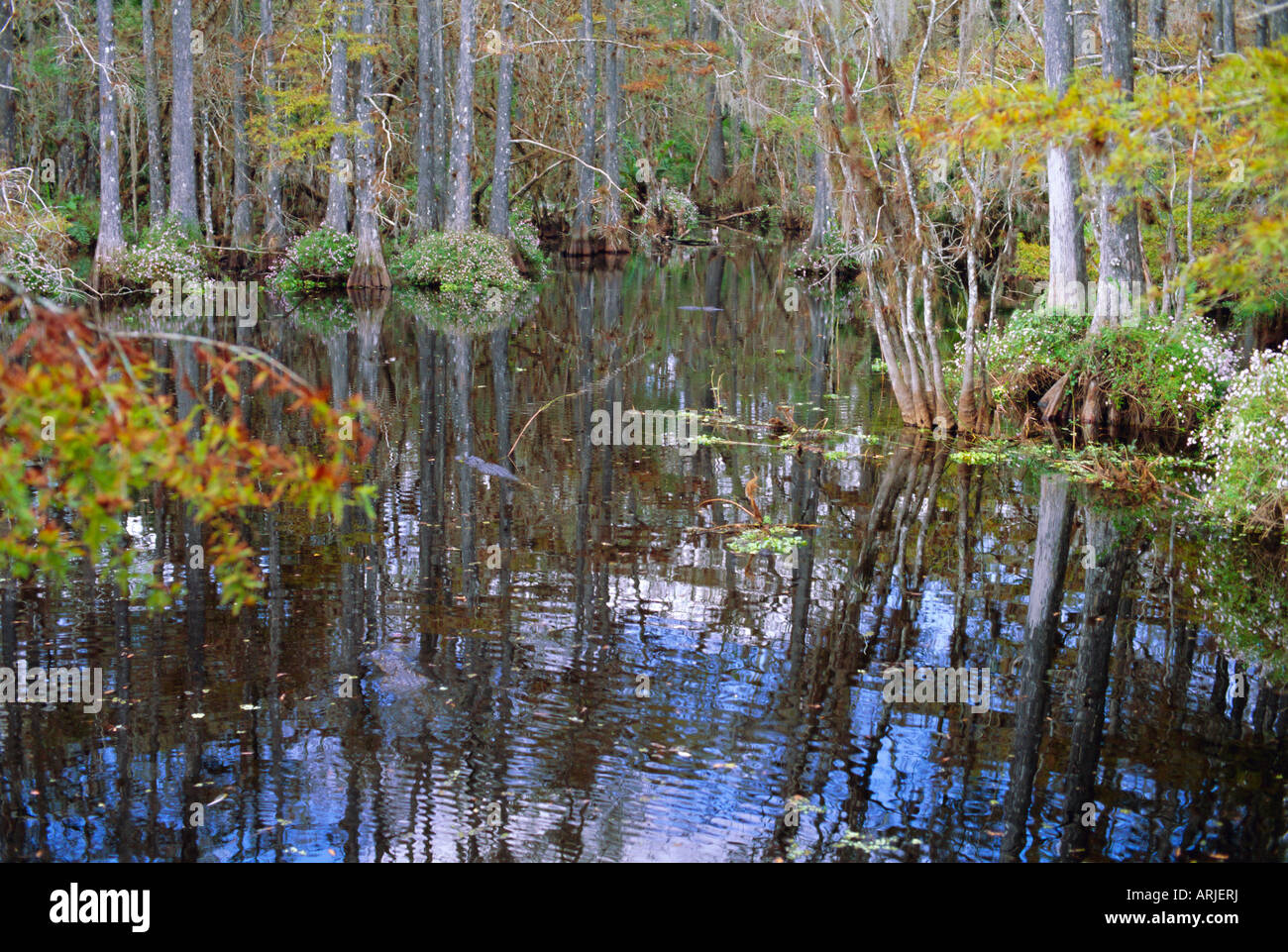 Bald Cypress Swamp near Fort Myers, Florida, USA Stock Photo - Alamy