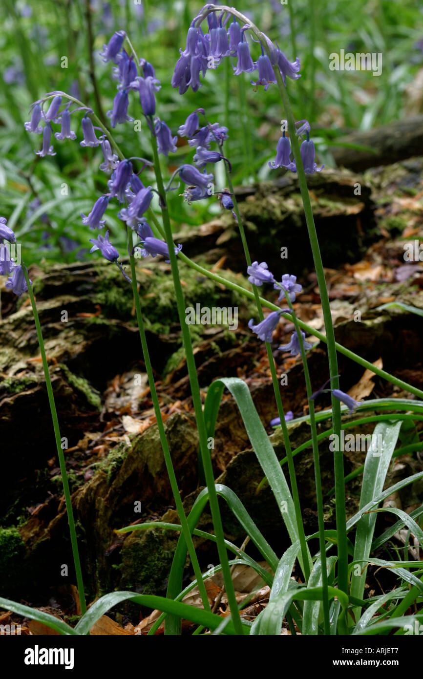 Blue bells and log Stock Photo - Alamy