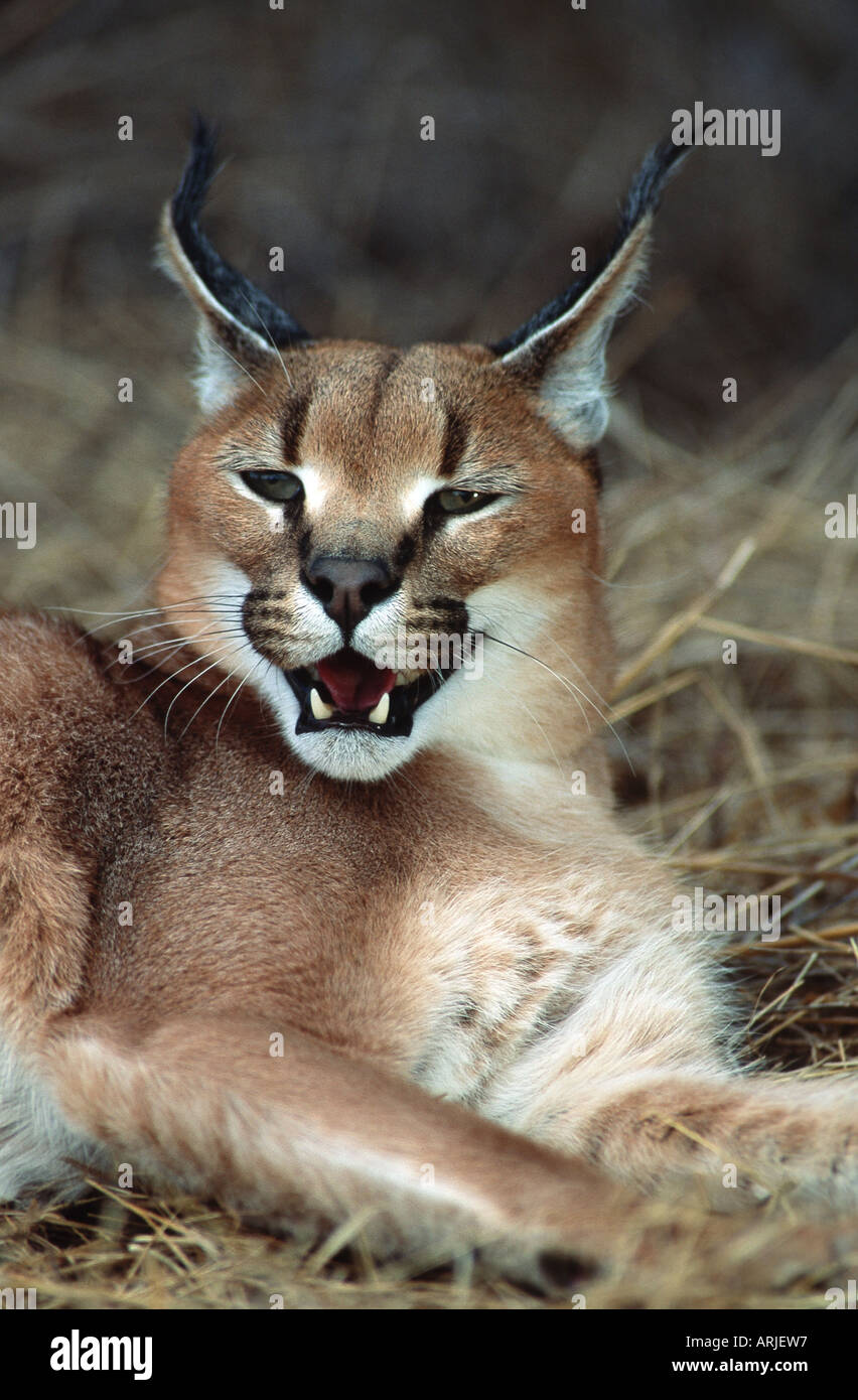 caracal (Felis caracal), adult, portrait Stock Photo - Alamy