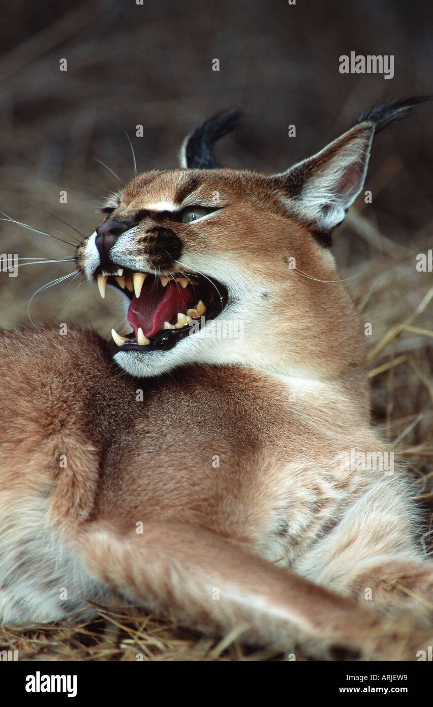 caracal (Felis caracal), spitting, snarling Stock Photo - Alamy
