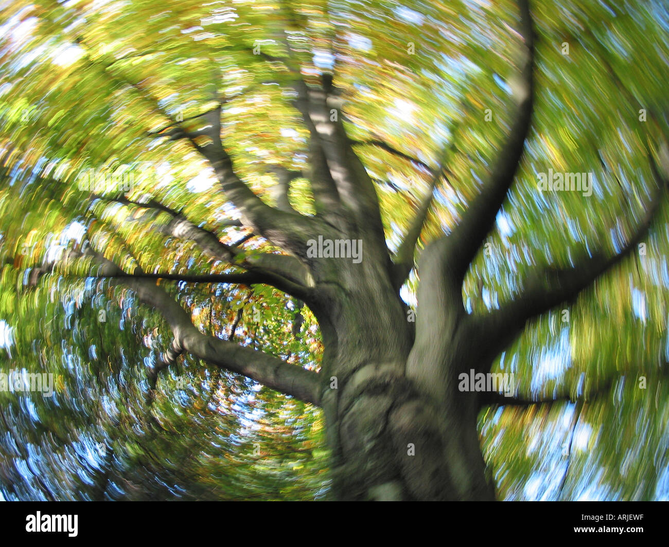 Frog eye view of autumnal tree with yellow leaves and blue skies in ...