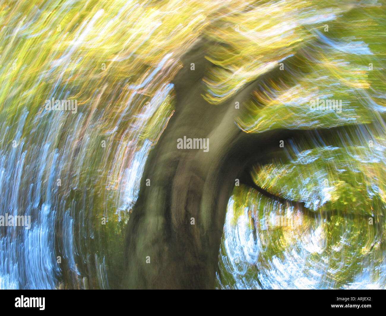 Frog eye view of autumnal tree with yellow leaves and blue skies in ...