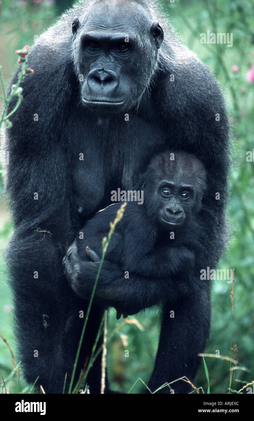 lowland gorilla (Gorilla gorilla gorilla), mother holding young in her ...