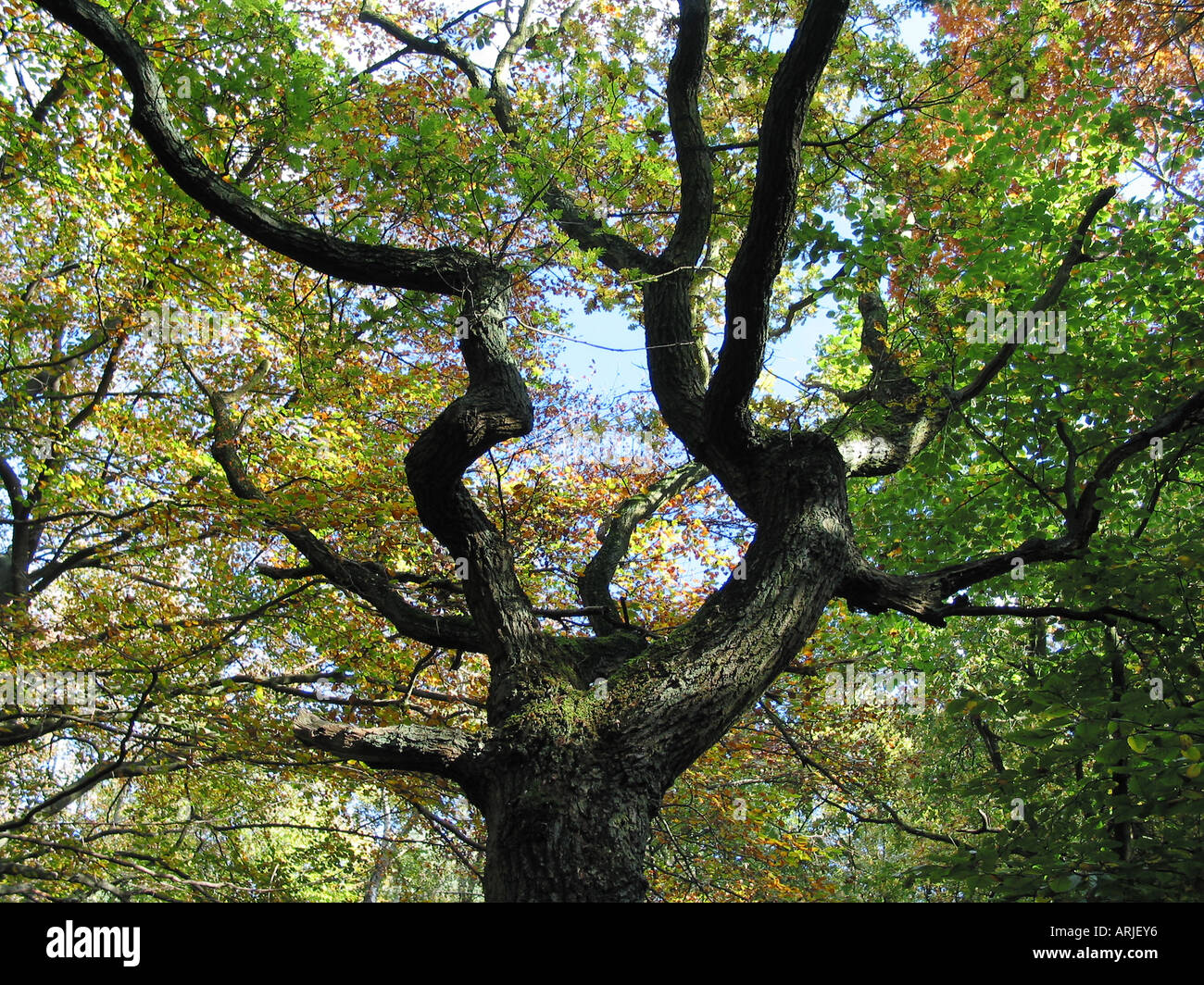 Frog eye view of autumnal tree with yellow leaves and blue skies Stock ...