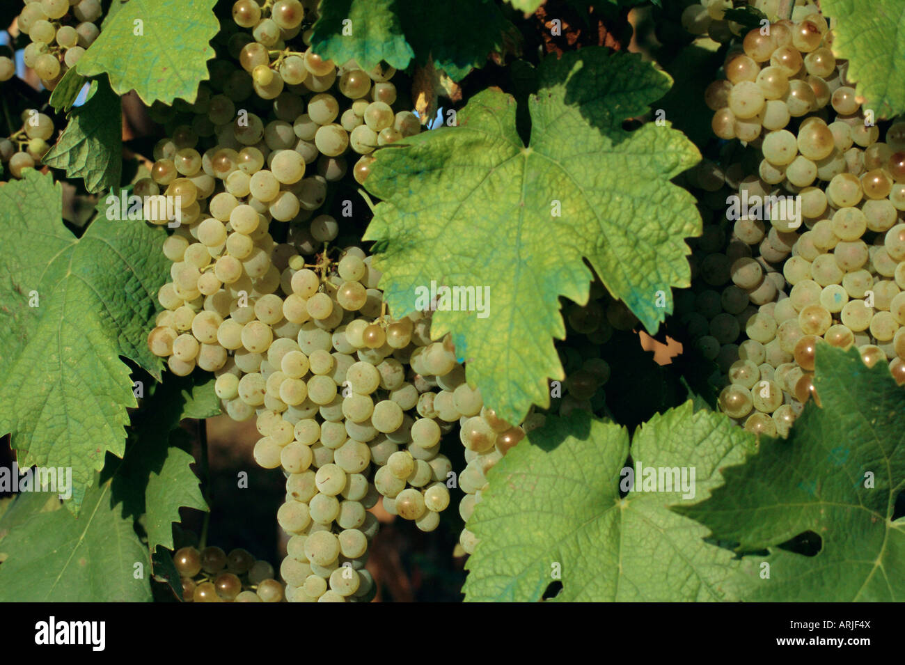 White grapes on vine, Italy, Europe Stock Photo - Alamy