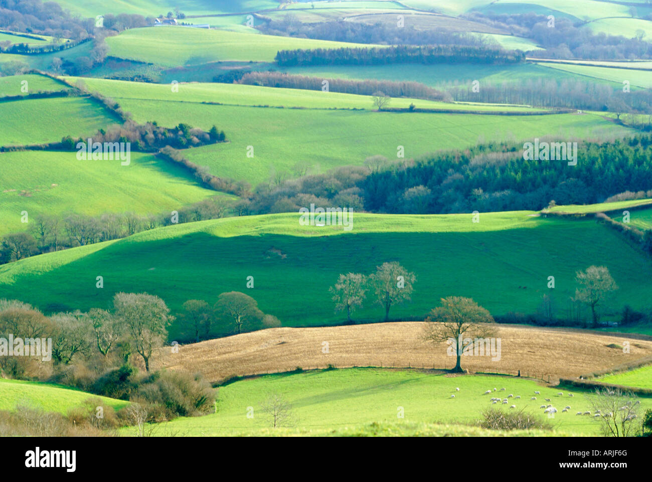 View from Pilsdon Pen, the highest hill in the county, Dorset, England ...