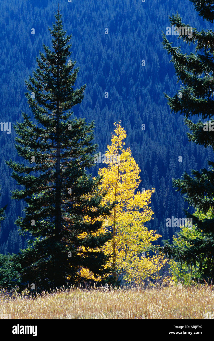 Yellow aspen and conifers, Colorado, United States of America (U.S.A ...