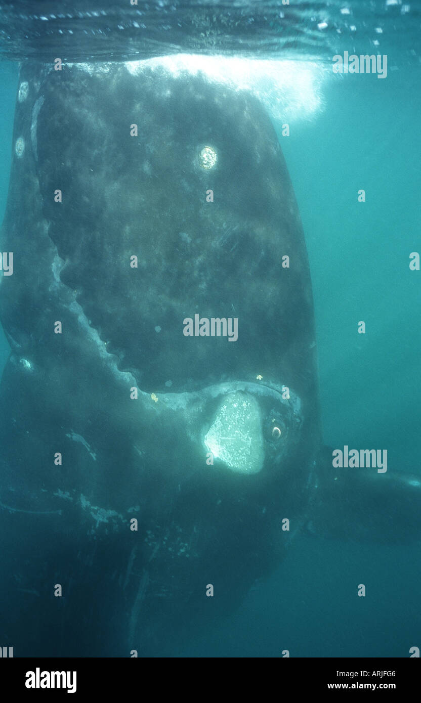 southern right whale (Eubalaena australis, Balaena glacialis australis ...