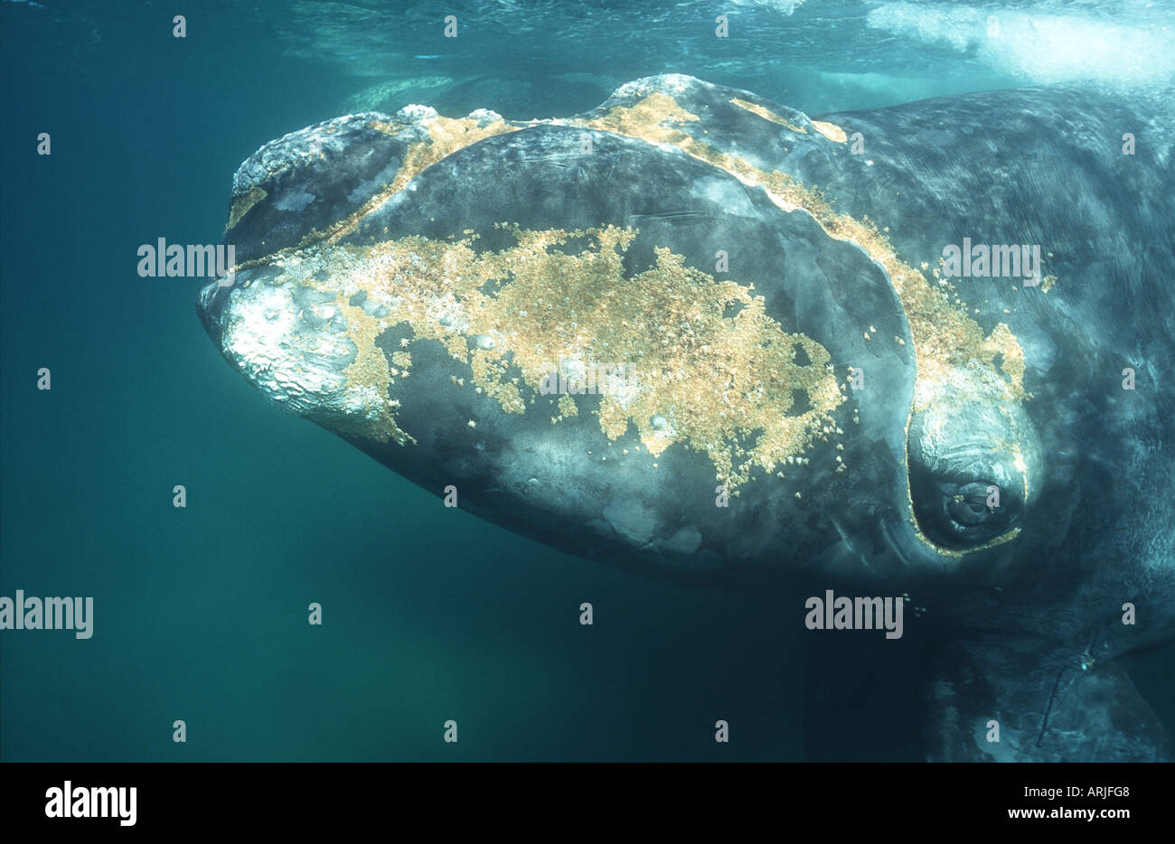 southern right whale (Eubalaena australis, Balaena glacialis australis ...