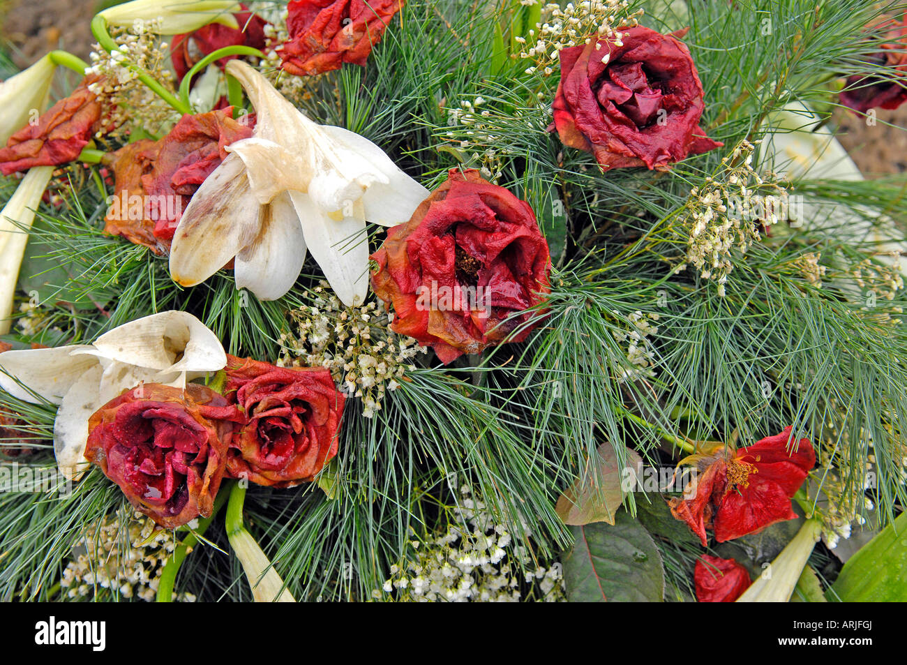 decaying red roses flower tribute memorial funeral death cemetery Stock ...