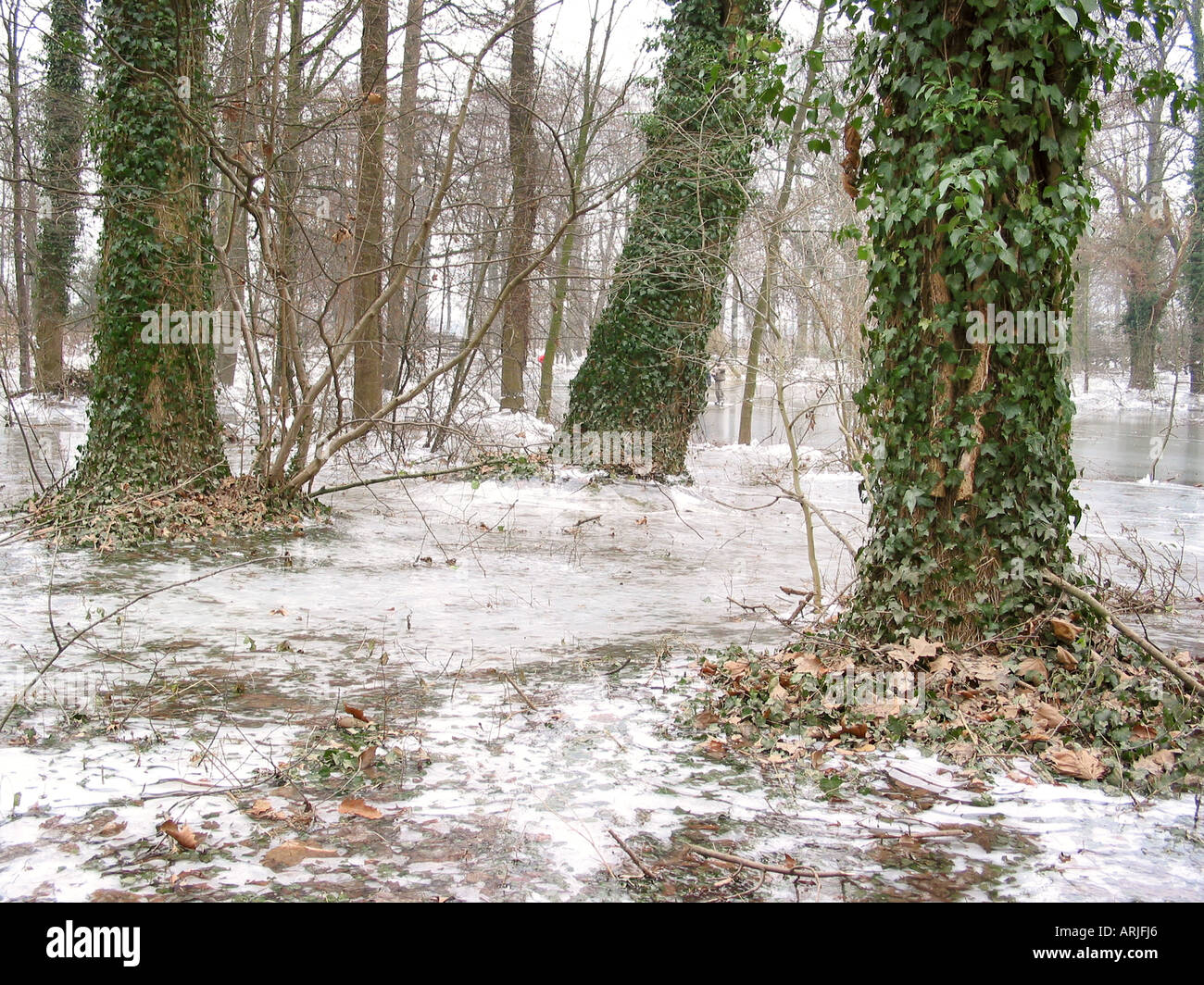 Ice covered wood floor with cracked ice and tree stems covered in ivy ...