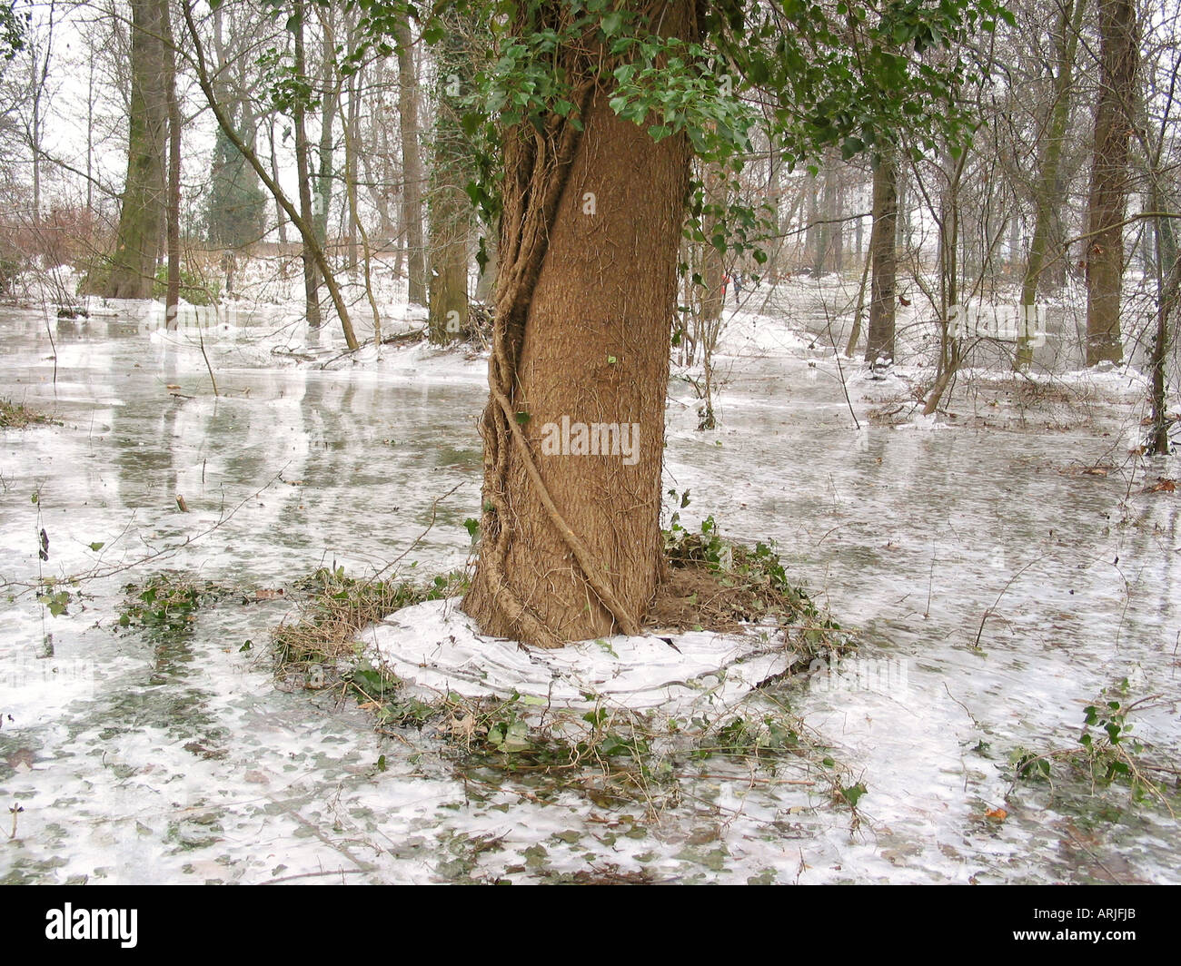 Ice covered wood floor with cracked ice and tree stems covered in ivy ...