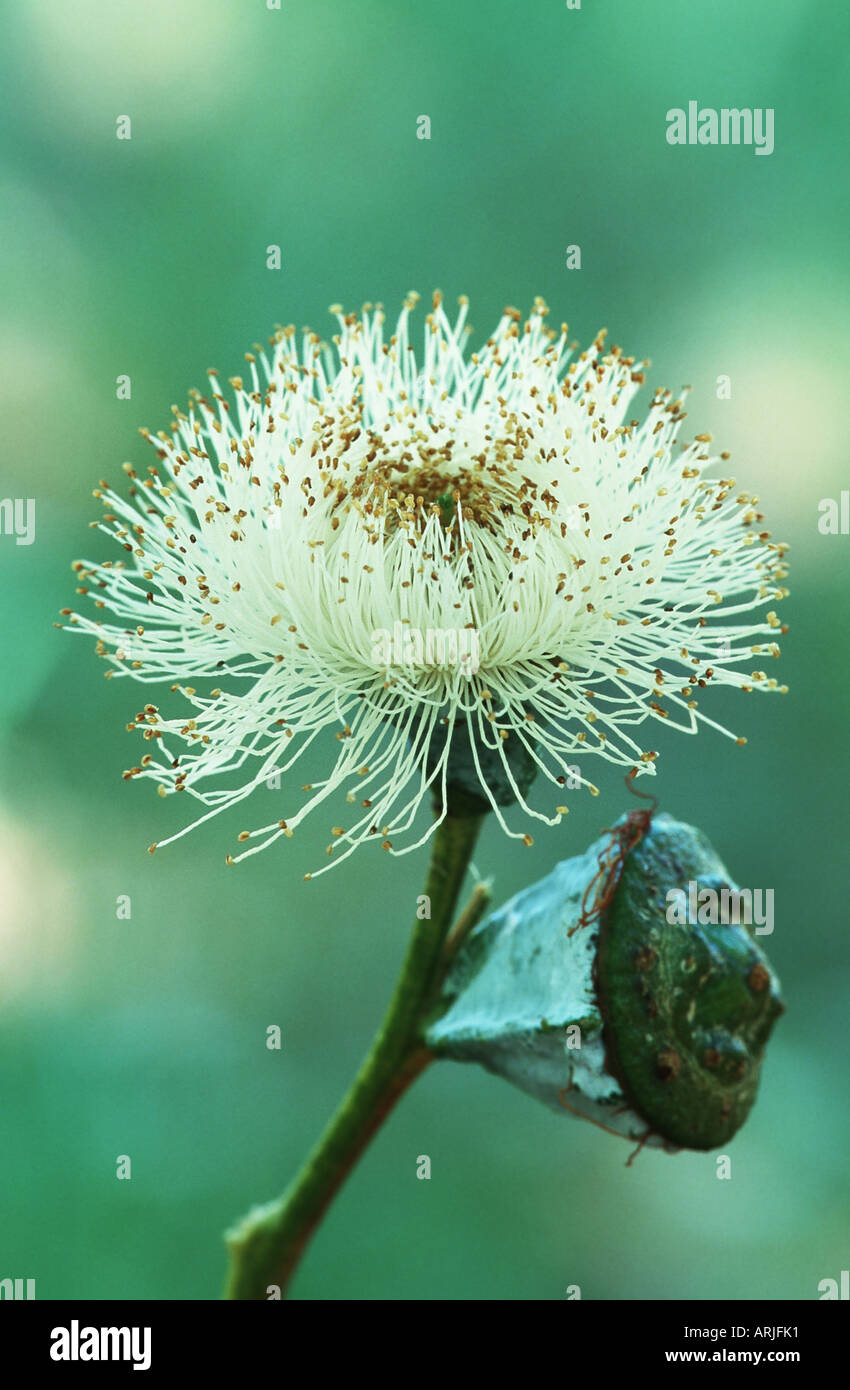Eucalyptus gunnii seed hi-res stock photography and images - Alamy