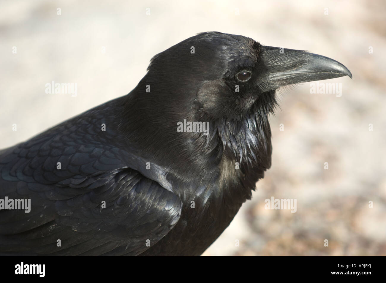Raven portrait petrified forest hi-res stock photography and images - Alamy