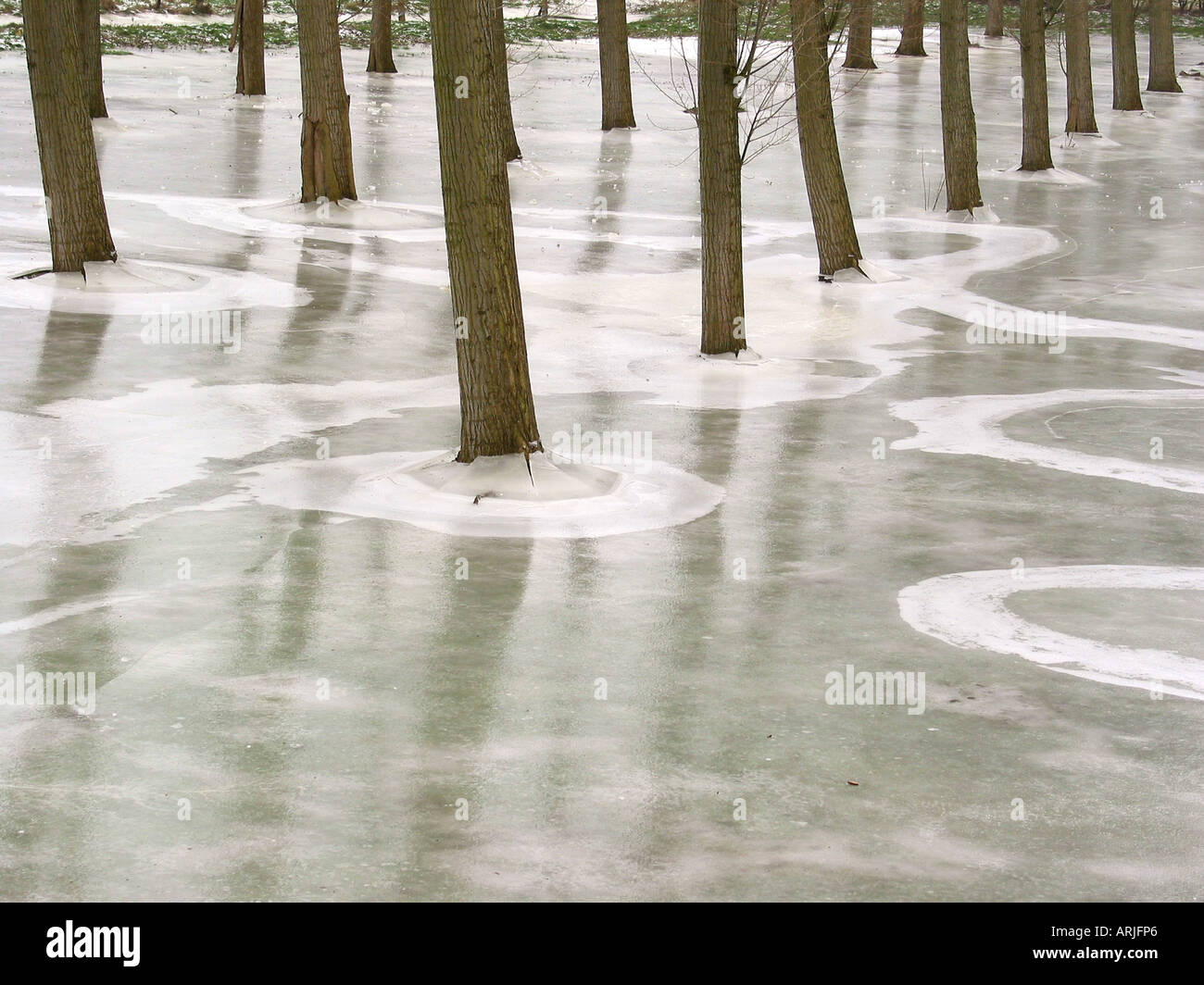 Ice covered wood floor with cracked ice and tree stems covered Stock ...