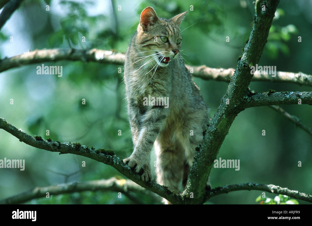 European wildcat, forest wildcat (Felis silvestris silvestris Stock ...