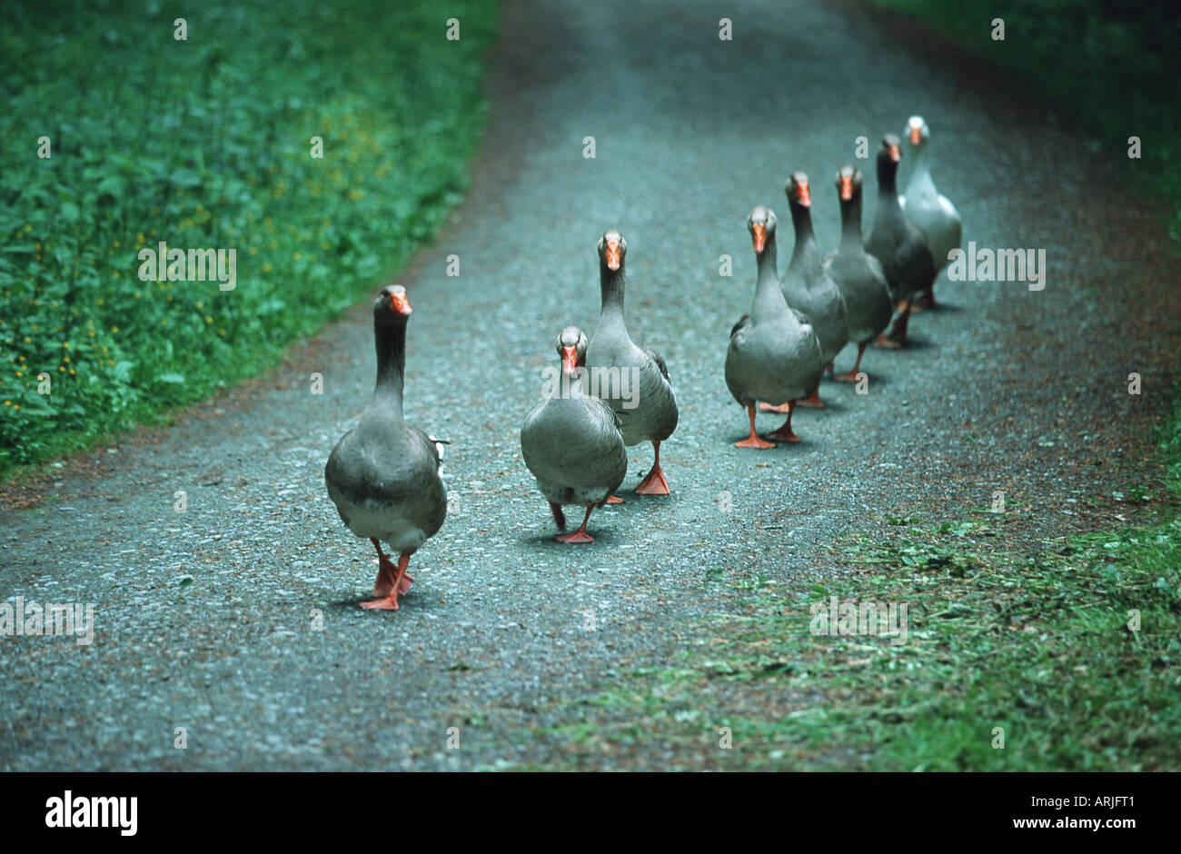 domestic goose (Anser anser f. domestica), in single file Stock Photo ...