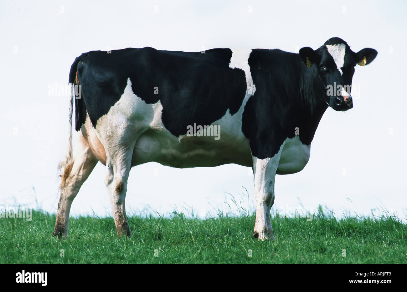 Cattle h hi-res stock photography and images - Alamy