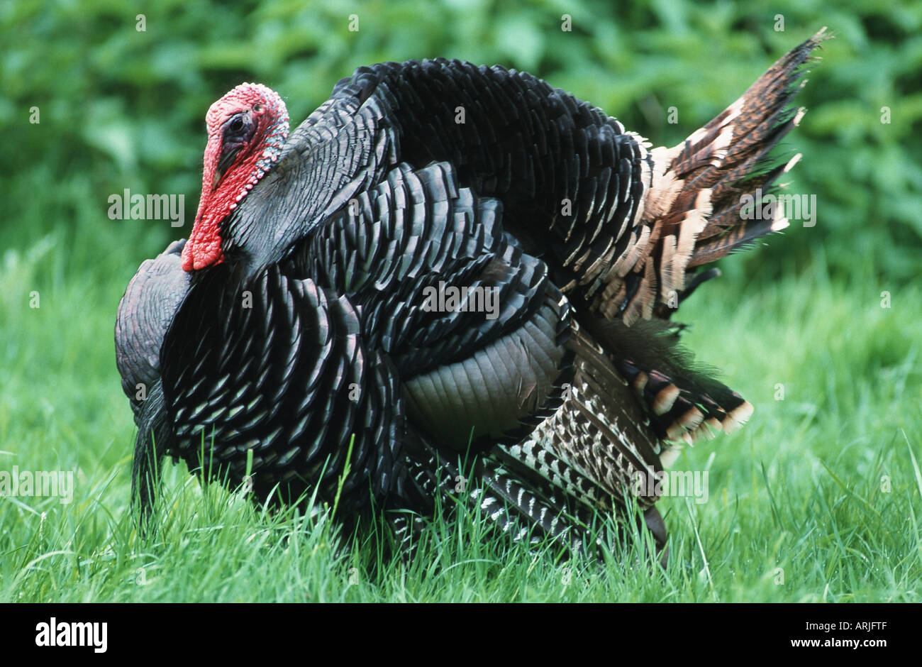 common turkey (Meleagris gallopavo), cock Stock Photo - Alamy