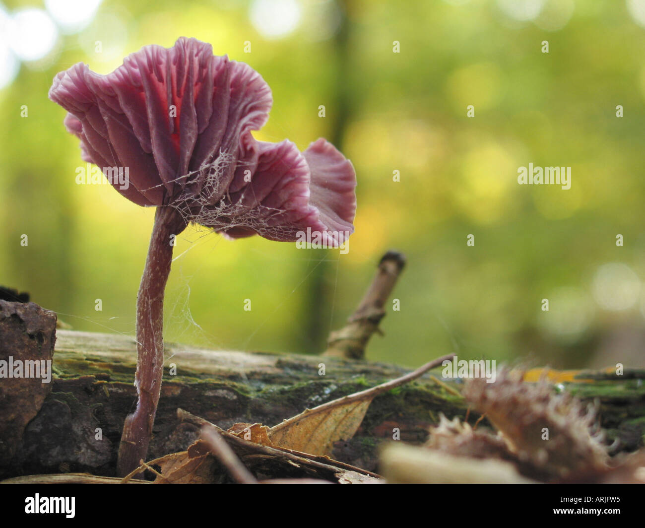 Mushroom root system hi-res stock photography and images - Alamy
