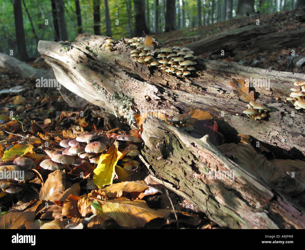 close up of tree bark with fungi on wood floor Stock Photo - Alamy