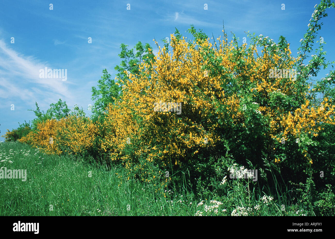 German greenweed (Genista germanica), bloomimg, Germany Stock Photo - Alamy
