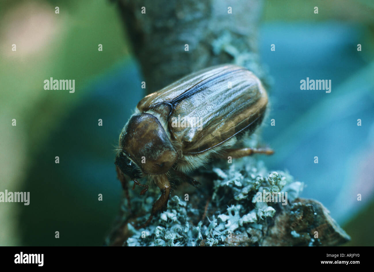 summer chafer (Amphimallon solstitialis, Rhizotragus solstitialis), on ...