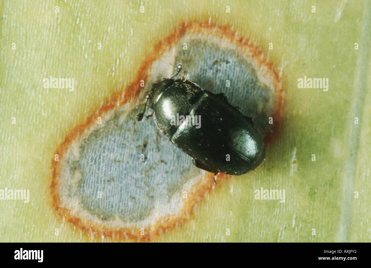 pollen beetle (Meligethes aeneus), eating plant tissue Stock Photo - Alamy