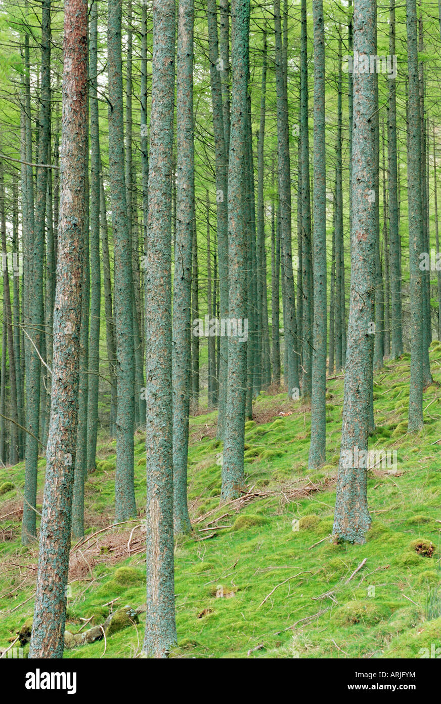 Burtness wood forest england hi-res stock photography and images - Alamy