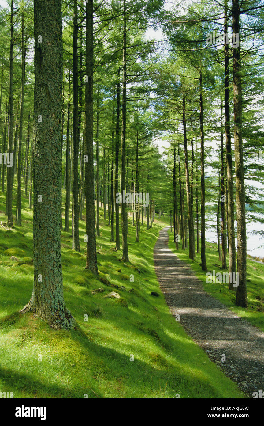 Path and sunlight through pine trees, Burtness Wood, near Buttermere ...