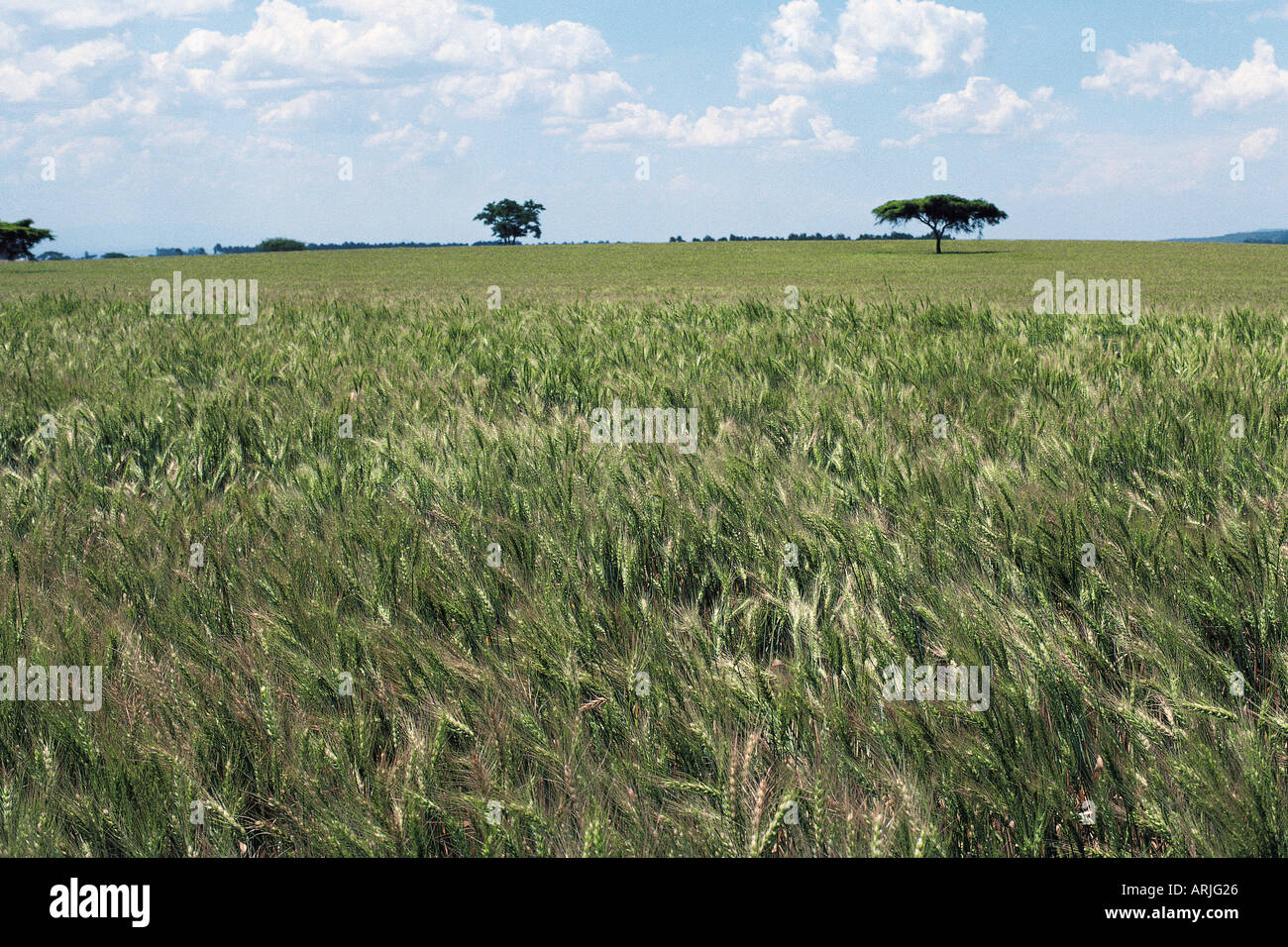 Barley farming africa hi-res stock photography and images - Alamy