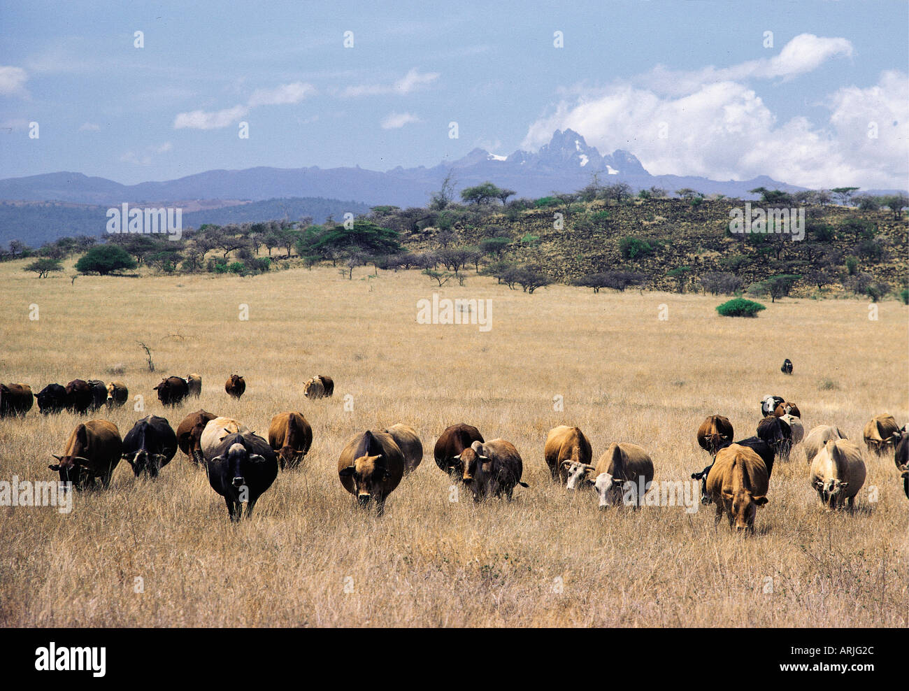 Cattle on a modern ranch with Mount Kenya in the background Kenya East ...