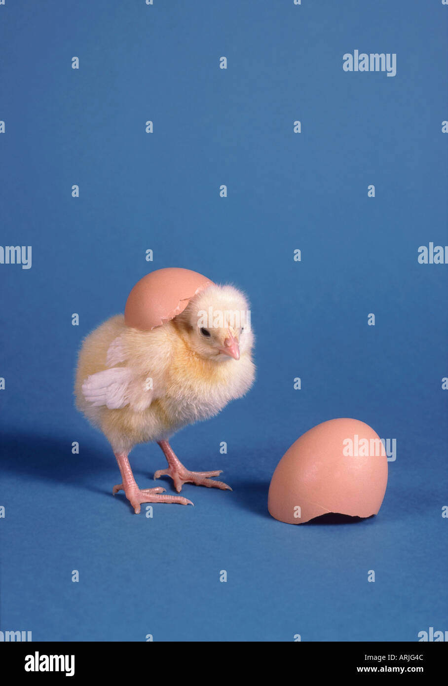 Chicken hatched hi-res stock photography and images - Alamy